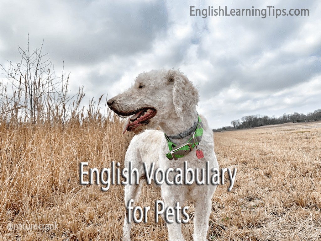 Pet vocabulary in English: A complete guide to animal terms – English ...