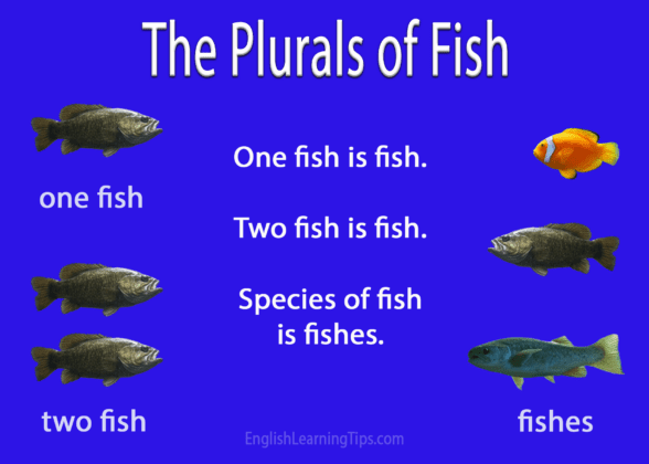 Fish or fishes: Which plural should you use? – English Learning Tips